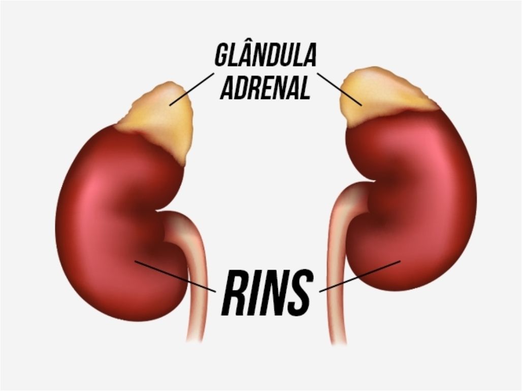 GLÂNDULA ADRENAL – Endoville